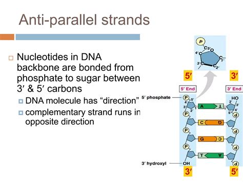 Dna Replication Ppt Biological Sciences Science