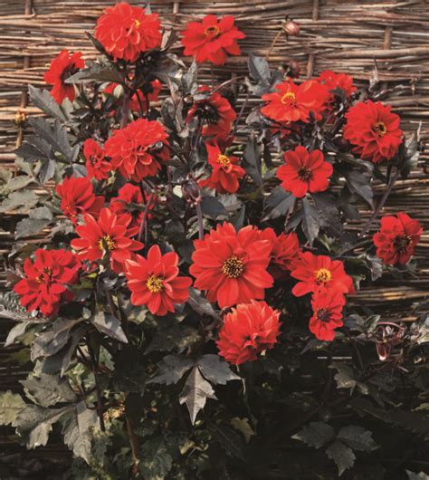 Dahlia Black Forest™ Ruby W H Perron