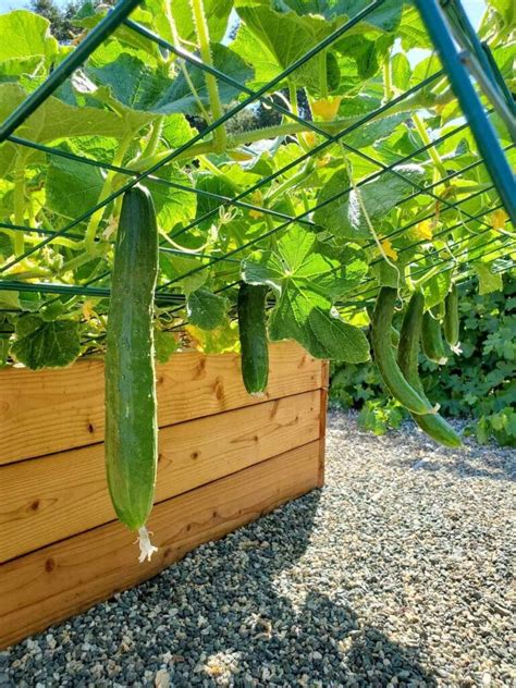 7 Best Cucumber Trellis Ideas Easy Diy Designs With Photos ~ Homestead And Chill