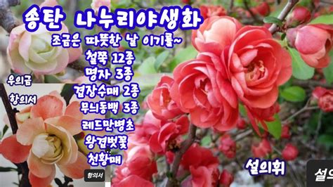송탄나누리야생화 철쭉12종명자3종겹장수매2종무늬동백3종왕겹벚꽃천황매레드만병초~ Youtube