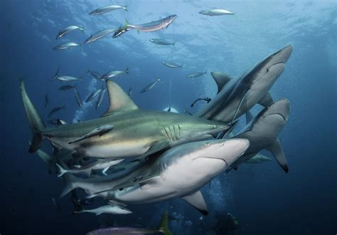 Pregnant Shark Giving Birth