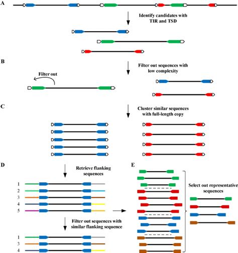 the core algorithm and flow chart of detectmite in mite detection a