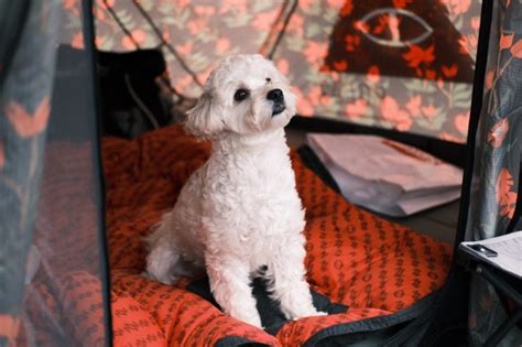 캠핑장비 우리의 신상 여름텐트 ‘폴러스터프 투맨 오키드 플로랄 네이버 블로그