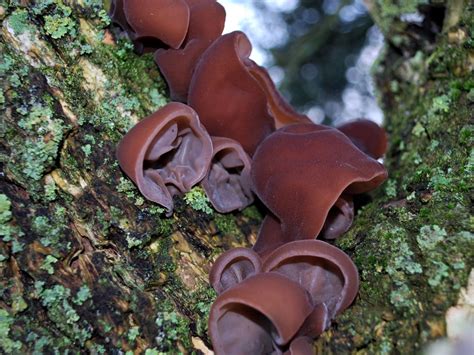 Cloud Ear Fungus Auricularia Auricula Judae Jelly Ear Wood Ear