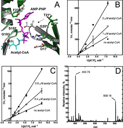 The Putative Binding Site Of Atp A Structural Superposition Of The