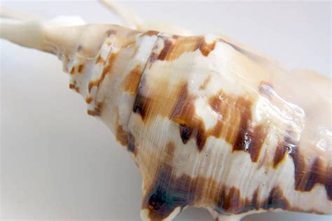 Sea Shell Macro View Texture Shell Texture Tropical Photo Background