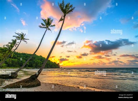 Dawn On A Deserted Beach With Beautiful Leaning Coconut Trees Facing