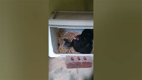 병아리들 머리만 빼꼼 병아리 엄마닭 꼬롱씨 Youtube