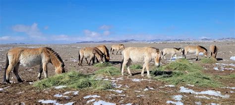 Говийн их дархан цаазат газрын “б” хэсэгт шалгалт хийлээ