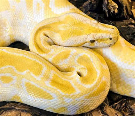 Gold Yellow Python Albino Snake With Beautiful Yellow Skin Snake