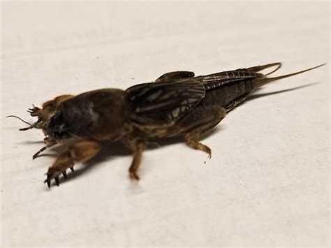 Claw Bug Neocurtilla Hexadactyla Bugguide Net