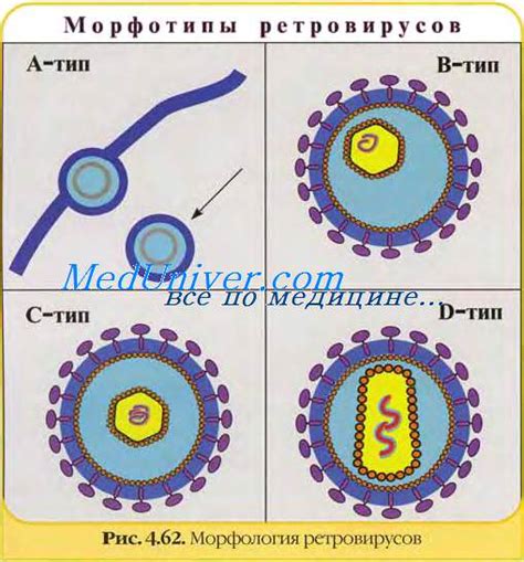 ВИЧ Вирус иммунодефицита человека СПИД Эпидемиология вич инфекции