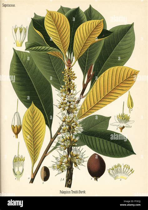 What Is A Gutta Percha Tree At Ben Lackey Blog