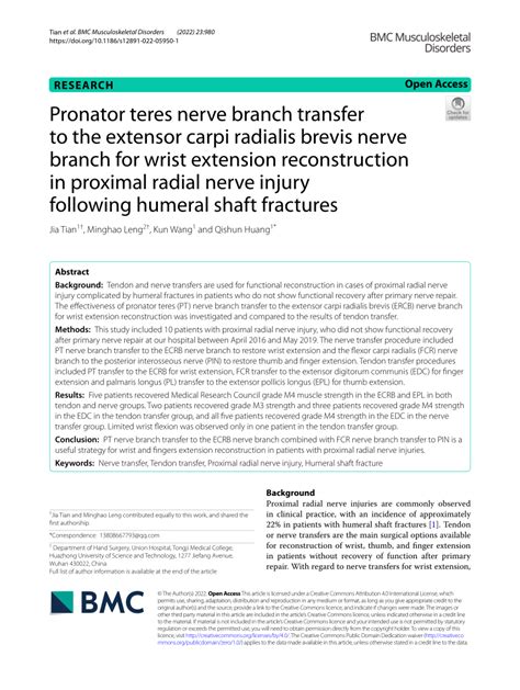 Pdf Pronator Teres Nerve Branch Transfer To The Extensor Carpi