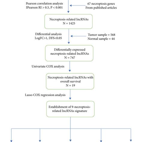 Schematic Overview Of Autophagy The Autophagy Process Begins With The