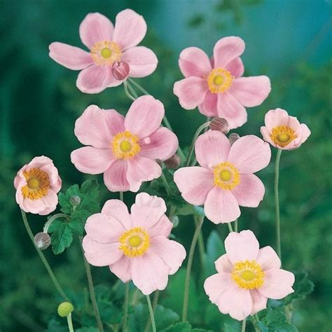 Anemone Single Pink Windflower 6 Pot Hello Hello Plants
