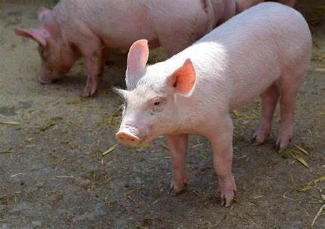 Pig Farming In Canada Breeds How To Start