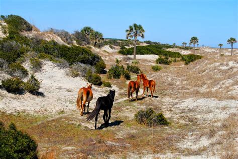 Ecology Of Appalachia Cumberland Island National Seashore Wilderness