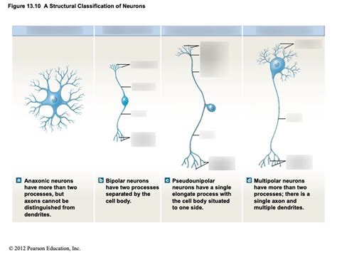 a structural classification of neurons diagram quizlet