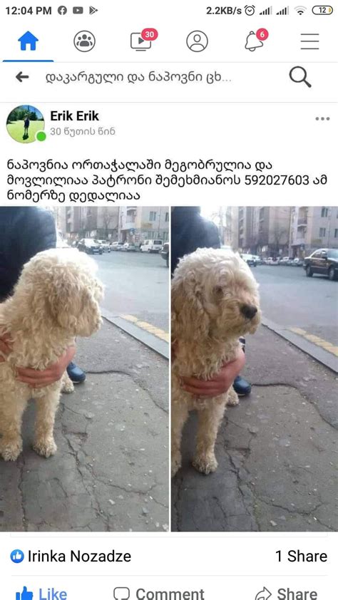 მხოლოდ პუდელები Home Facebook