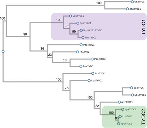 phylogenetic tree analysis of tydc proteins from different species