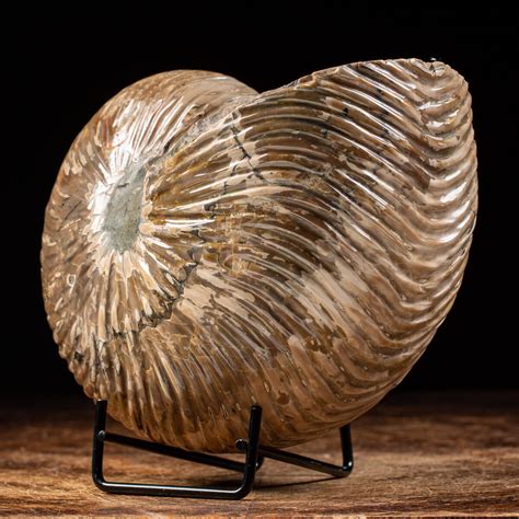 Fossiles Nautiloid Madagaskar