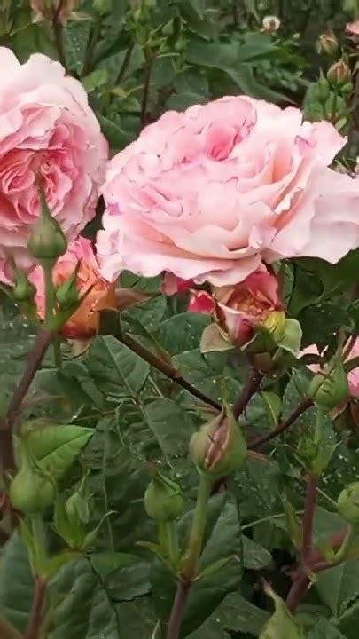 Щічки рожеві Youtube