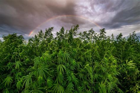 Cbd Strains The 10 Cbd Strains From Old School To New Greenstate