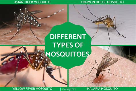 Different Types Of Mosquitoes Mosquito Species With Photos