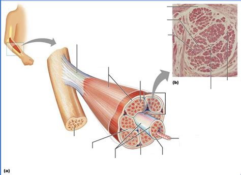 Chapter 9 Muscles And Muscle Tissue Diagram Quizlet
