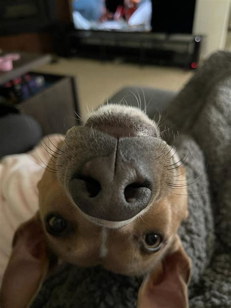 Best Layla El Images On Pholder Mobile Legends Game Mobilelegends And Velvethippos