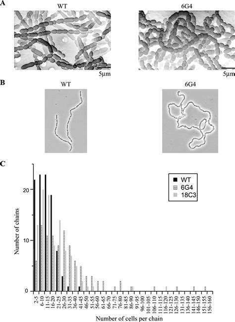 Effects Of Roda And Pbp2b Disruption On Cell Morphology And Oxidative