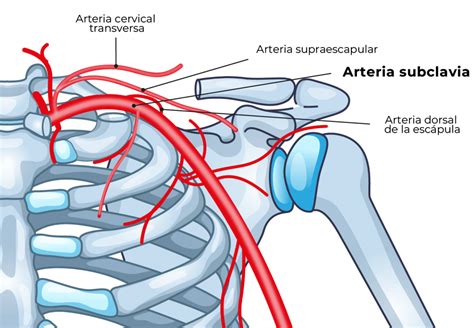 Anatomía De La Arteria Subclavia Emergencia De La Arteria Tiroidea