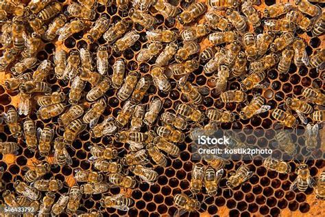 한산합니다 비 내부 하이브 밀봉형 세포 살펴볼 수 있습니다 곤충에 대한 스톡 사진 및 기타 이미지 곤충 꽃가루 꿀 Istock