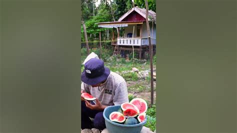 PANEN BUAH SEMANGKA DARI HASIL TANAMAN SENDIRI 🍉 - YouTube