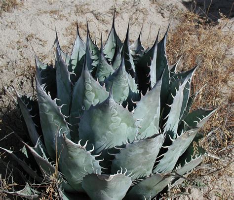 Agave Parrasana The Ruth Bancroft Garden And Nursery