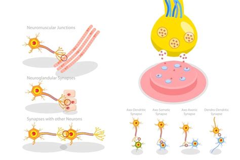 40 Cholinergic Receptors Royalty Free Photos And Stock Images Shutterstock