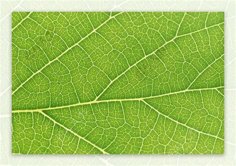 叶子图片素材 编号32895788 图行天下