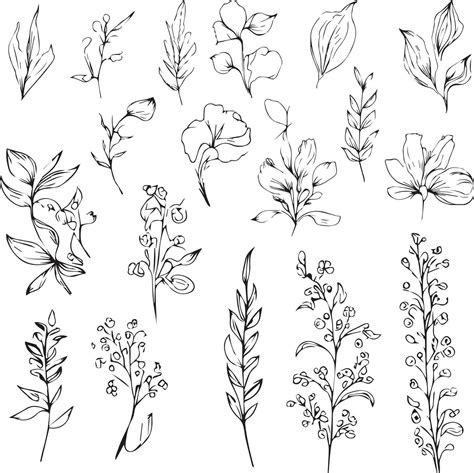 Simple Botanical Line Drawing Simple Botanical Flower Drawings Easy Botanical Doodles