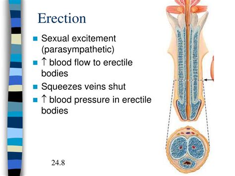 Ppt The Male Reproductive System Powerpoint Presentation Free