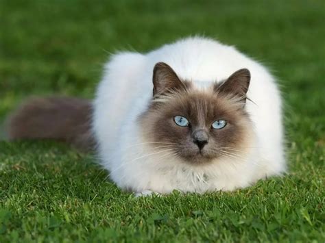 Создать мем бирманская порода кошек бирманская кошка сиамский рэгдолл Картинки Meme