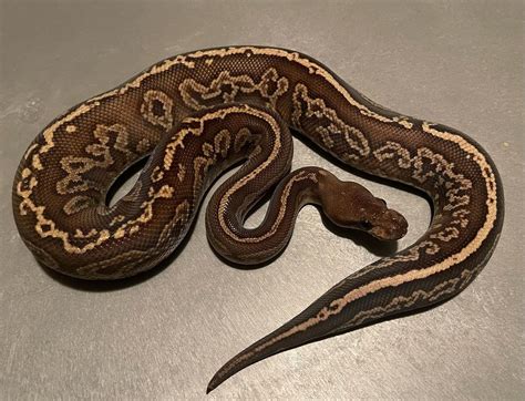 Blackjack Ball Python By Snake Dr Mad Labs Morphmarket Blackjack Ball Python By Snake Dr Mad Labs Morphmarket