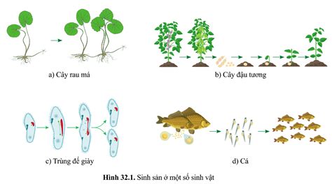 Lý thuyết khái niệm sinh sản sinh 7 - Sách cánh diều