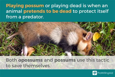 Opossum Vs Possum Whats The Difference