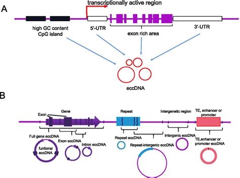 Origins And Types Of Eccdna A Eccdna Is Enriched In Specific Areas Download Scientific Diagram