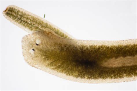 Planarian Parasite Flatworm Under Microscope Stock Image Image Of