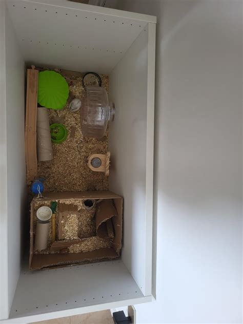 Weird Behavior Rhamster