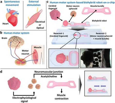 Schematic Illustration Of The Human Motor System‐based Biohybrid Download Scientific Diagram