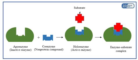 Difference Between Prosthetic Group And Coenzyme Compare The