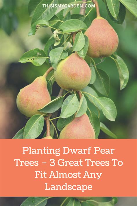 Planting Dwarf Pear Trees Growing Fruit In A Small Space Planting